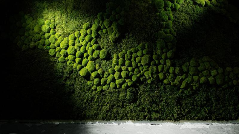 Mooswand - Wildes Moos