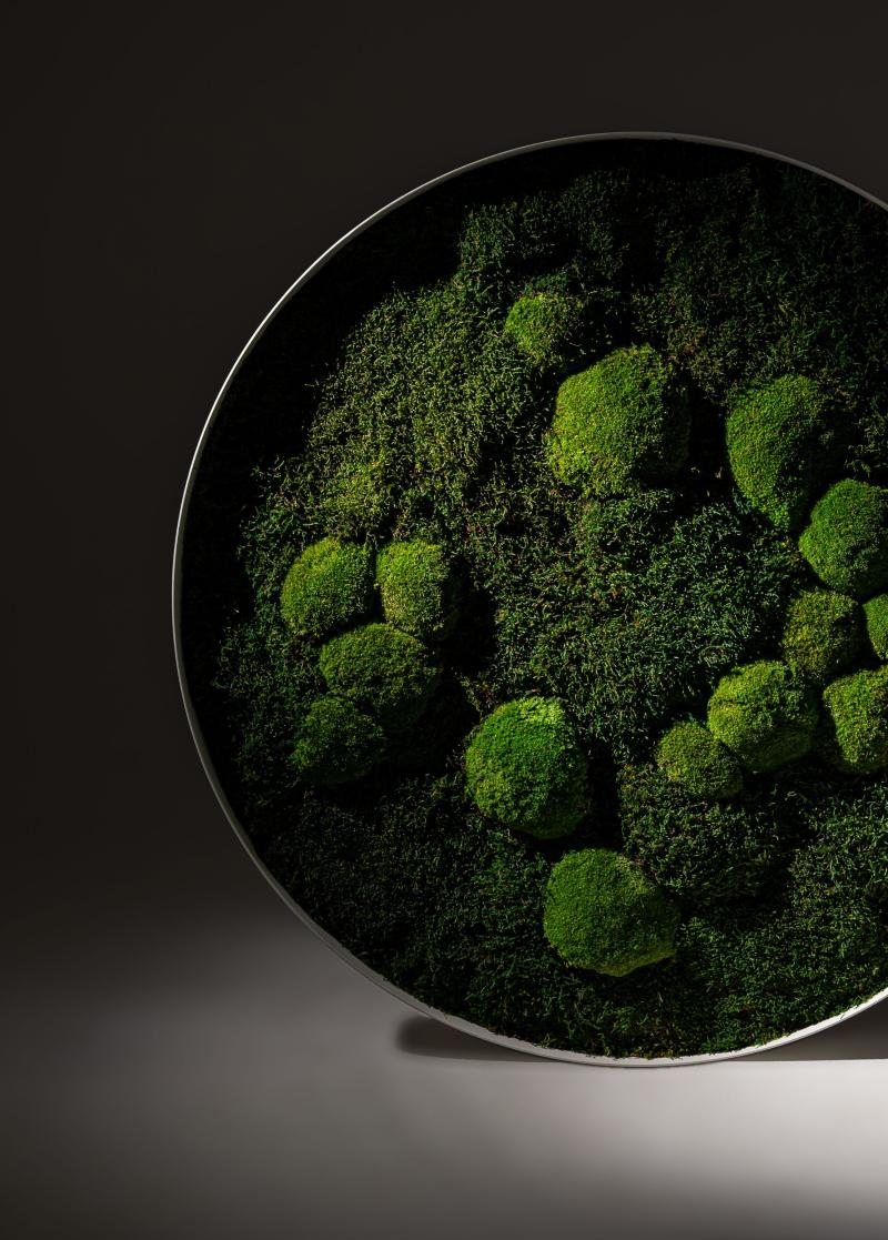 Moosbild - Wildes Moos